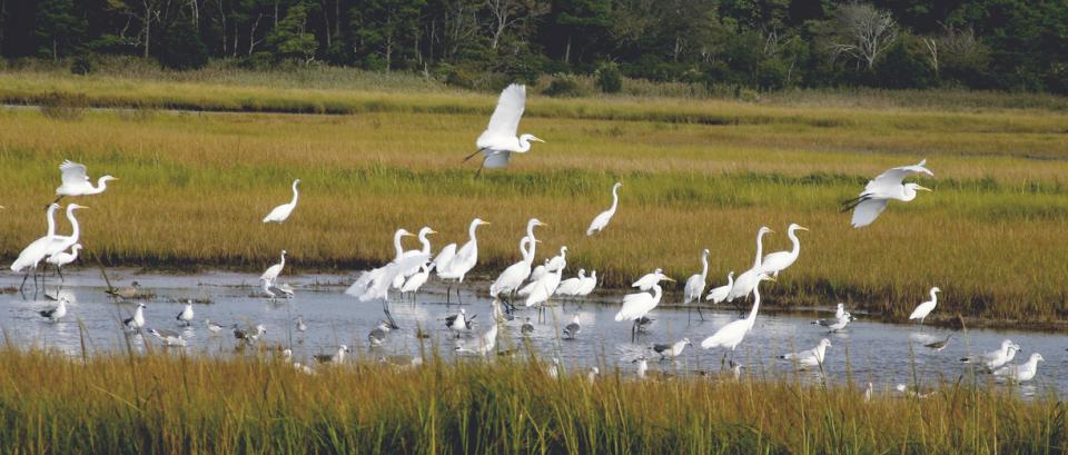 White Egret in the marshes of Little Assawoman Bay, Delaware | Shutterbug